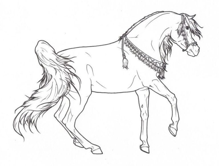Realistic Detailed Arabian Horse Coloring Pages & book for kids.